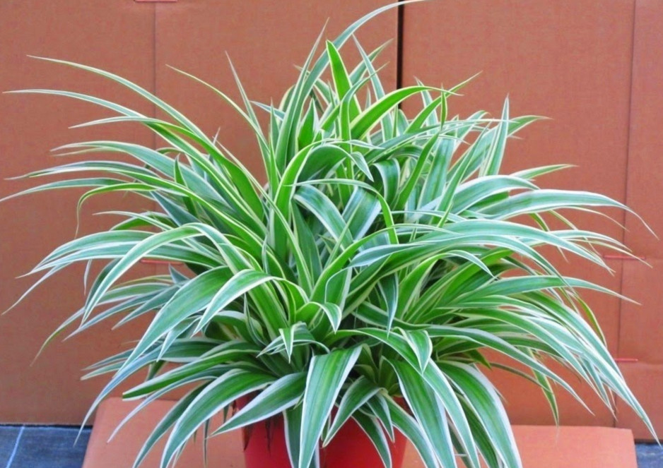 Jenis tanaman hias daun spider plant.jpg