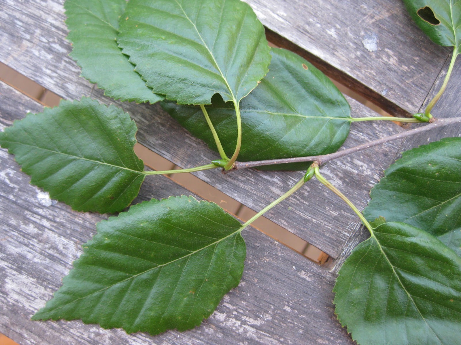 Trees of Santa Cruz County: Betula papyrifera - Paperbark Birch