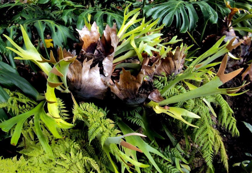 Taxonomia Plantae no Magnoliopsida: Phylum Tracheophyta Clase ...