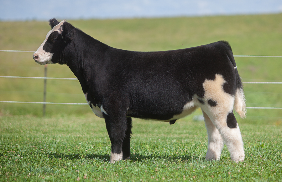 RCC Blog: Sandy Show Steers