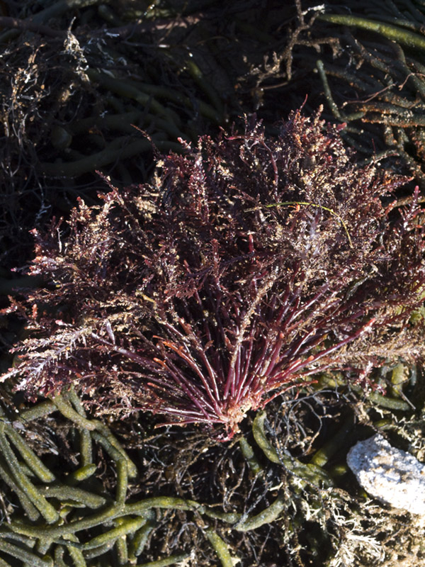 Paseos por la naturaleza: Gelidium pusillum