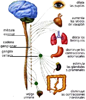 Le Cerveau de l'Enfant et de l'Adolescent: Le Système Nerveux Sympathique
