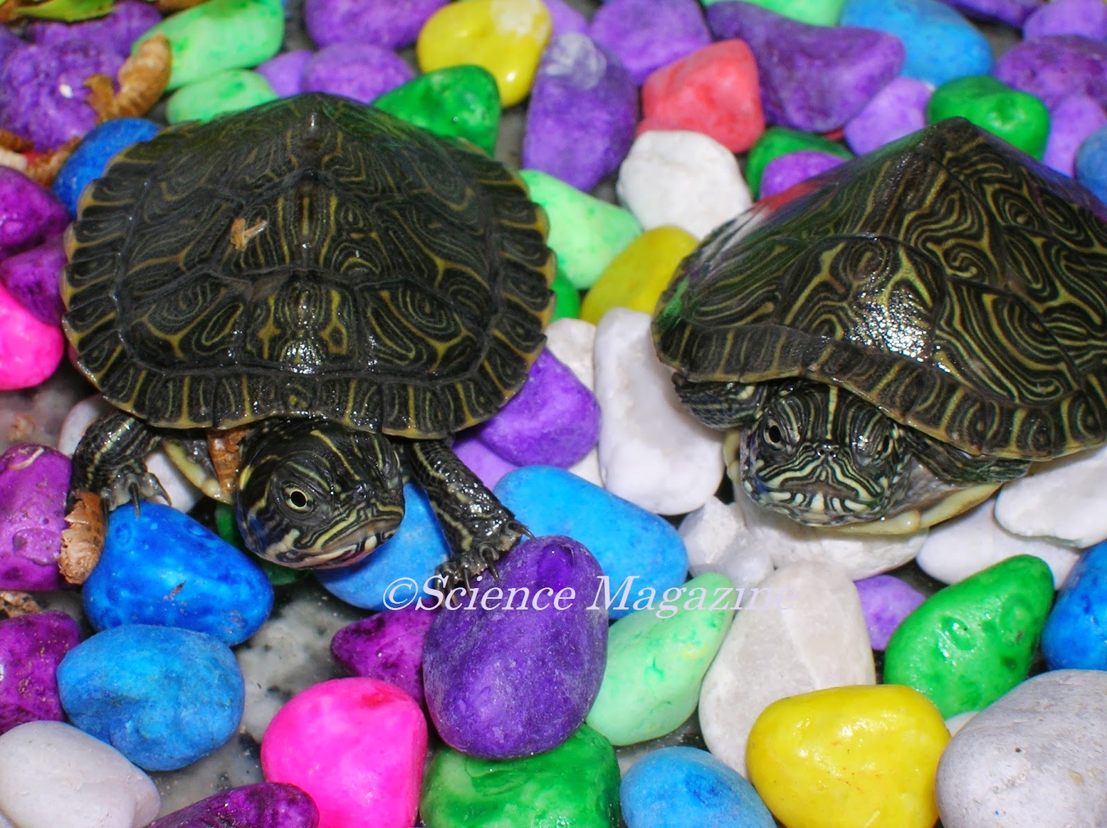 Science Magazine: SCIENCE FAIR PROJECT - TURTLES - By Amaya Valdés