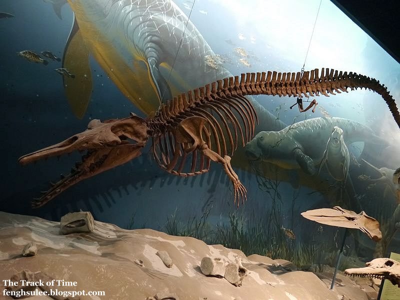 National Museum of Natural History - Ancient Seas | The Track of Time