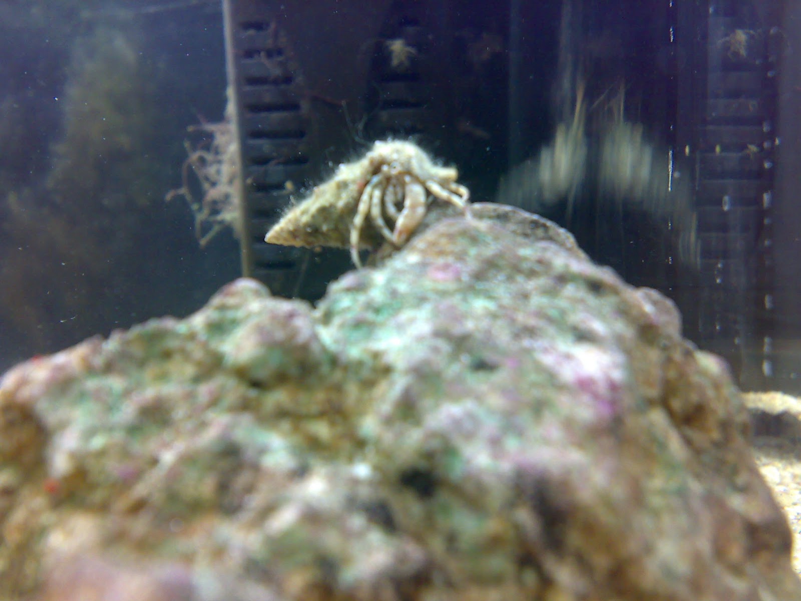 aqua-biotopes: Saltwater Biotope Aquarium