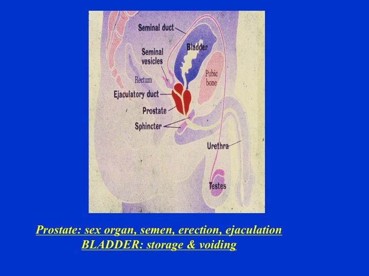 Kuching Urology古晉秘尿專科: LUTS lower urinary tract symptoms, BPH ...