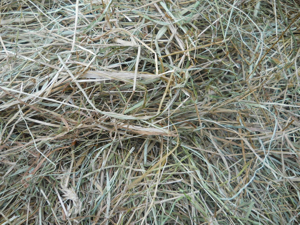 White House Farms: 2000 Bales Premium Orchard Timothy Grass