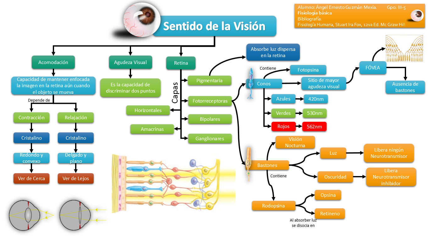 Agudeza Visual Mapa Conceptual - jlibalwsap