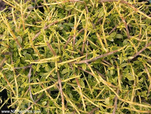 Orua Ora: Tree Planting