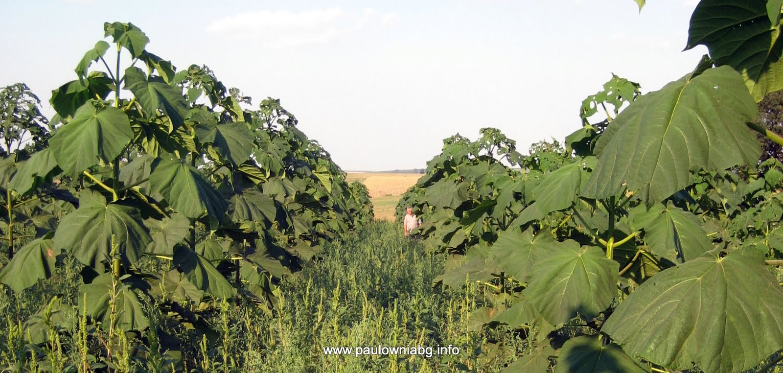 PAULOWNIA.BG ltd. * ПАУЛОВНИЯ.БГ ООД: Shan tong