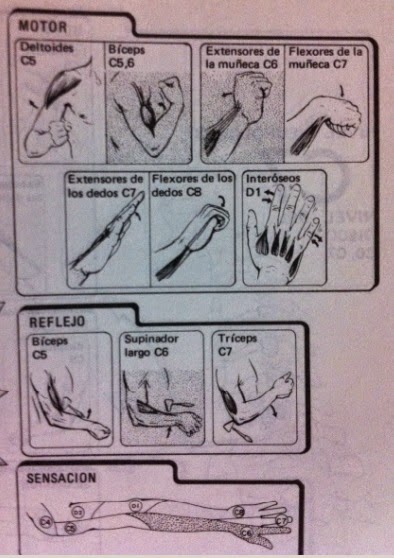 NEUROLOGÍA : REFLEJOS