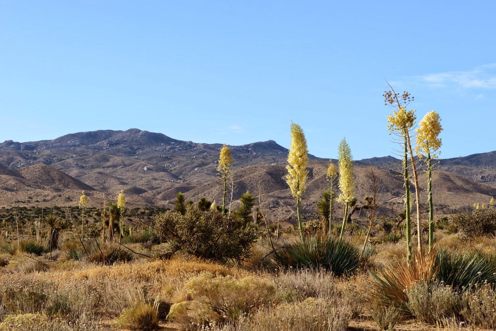 Time for Desert Communities to Take PRIDE