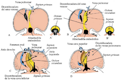 ¡Histoembriologia!: Sistema circulatorio