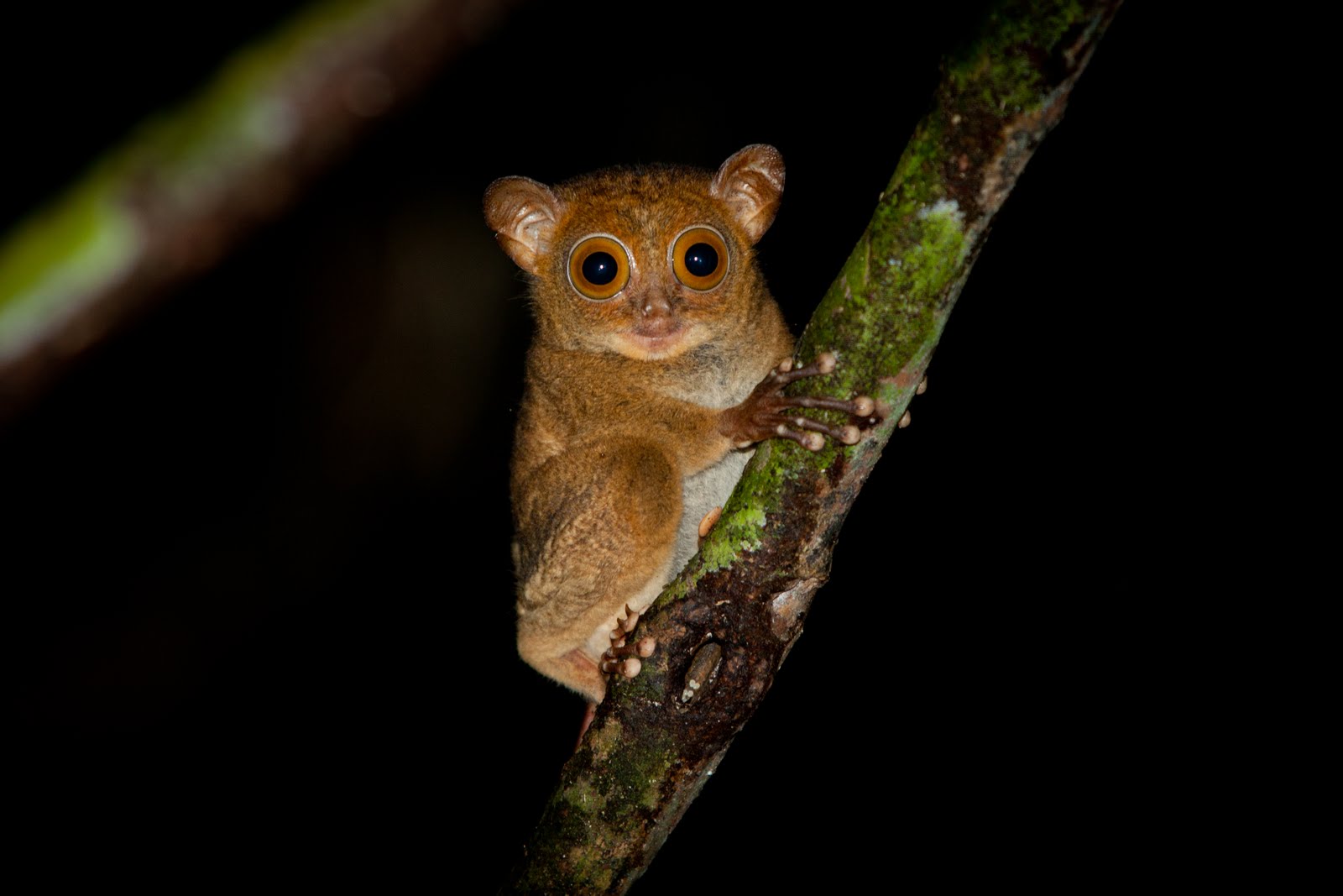 Sticky Rice Travel - Photostream: Western Tarsier