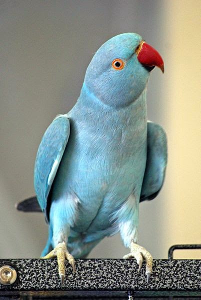 Birds And Animals: Norwegian Blue Parrot