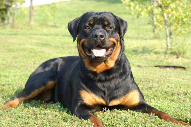 Rottweiler Dog | Interesting Facts & New Pictures | All Wildlife ...