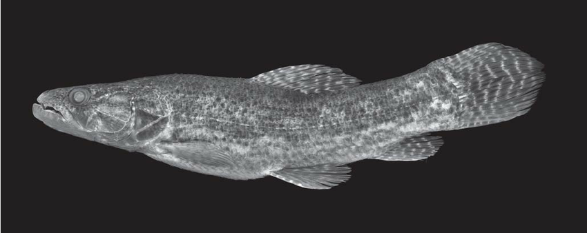 Dicas de Pesca: Conheça as 11 espécies de Traíras - Hoplias - Laus Pesca