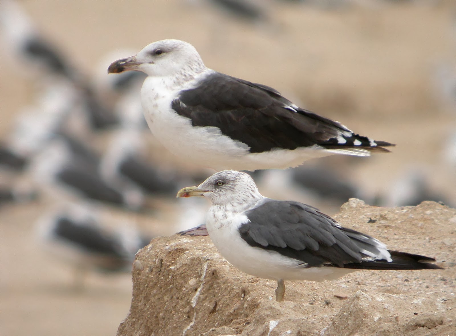 Aves y Fotografía de Naturaleza: Gavión Atlántico, Larus marinus, Great ...