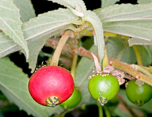 biojojo: Muntingia calabura L. (Kersen/Talok)