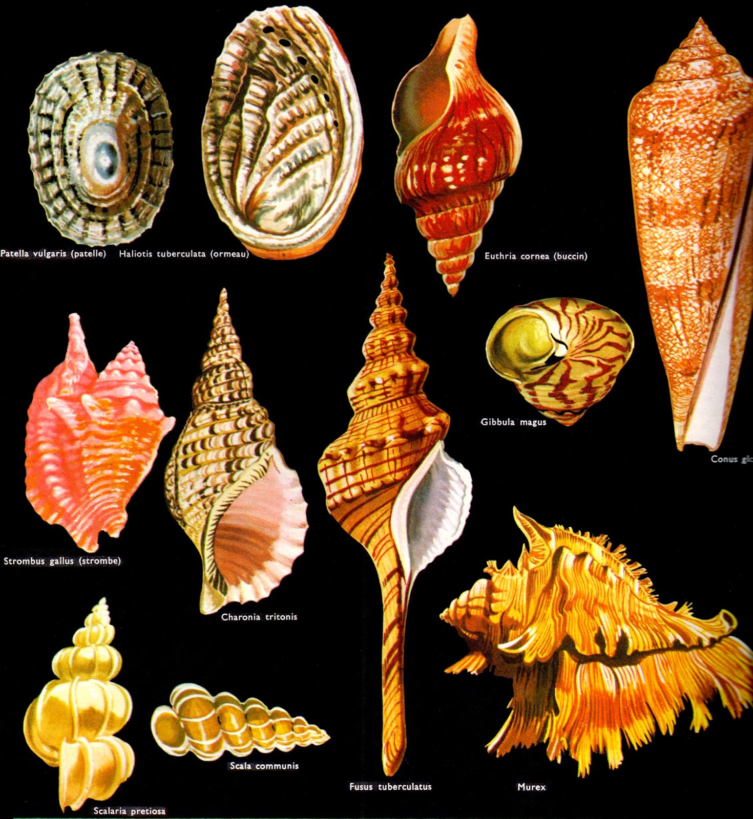 Mondorama 2000: Gastéropodes