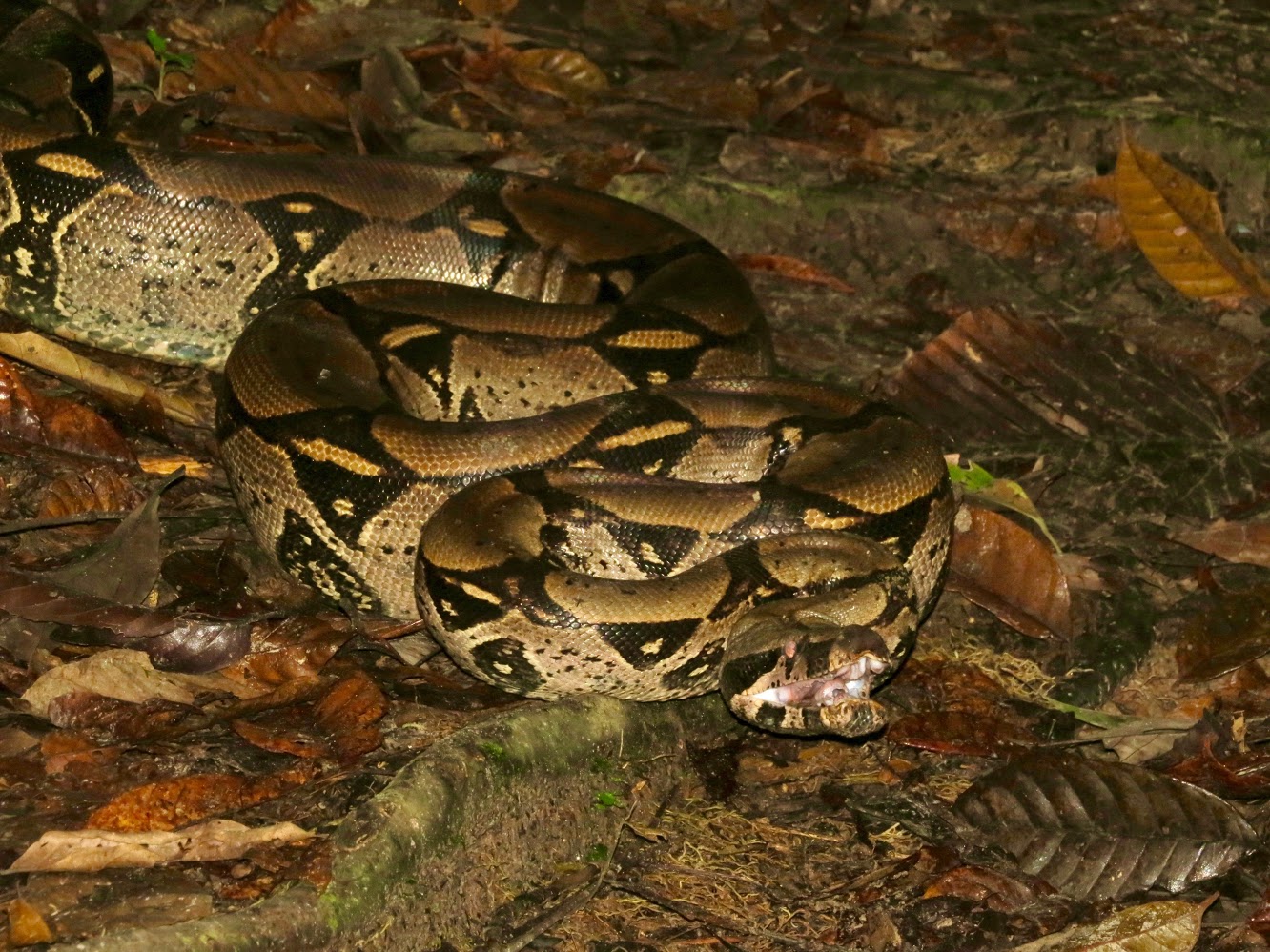 El Viajero Contento: MY AMAZON ADVENTURE – Part IV: Nature