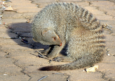 Kreatiewe Joernaal: 'n Voorreg