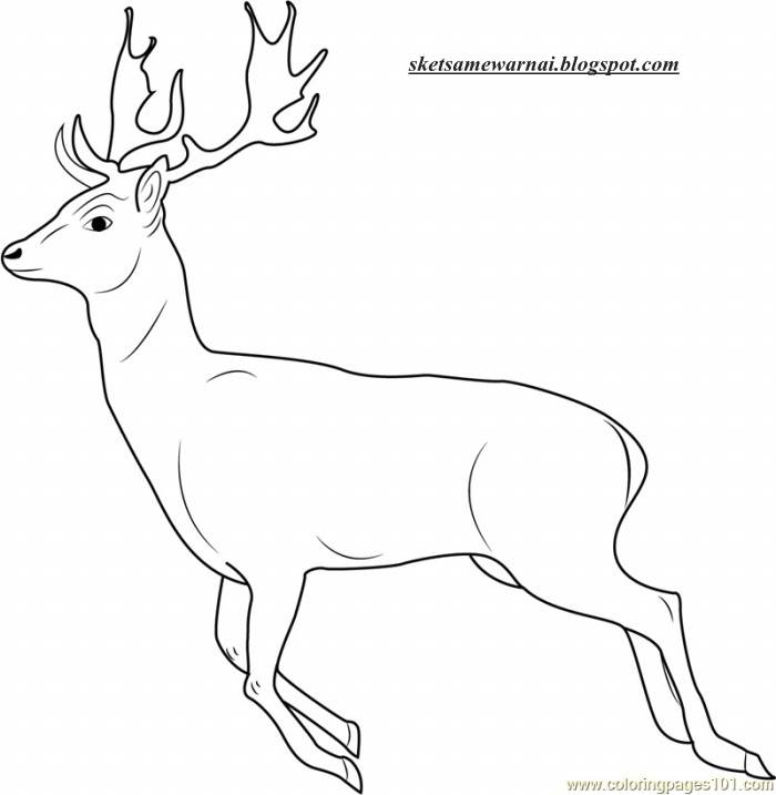Sketsa Mewarnai Gambar Hewan Rusa - Sketsa Mewarnai