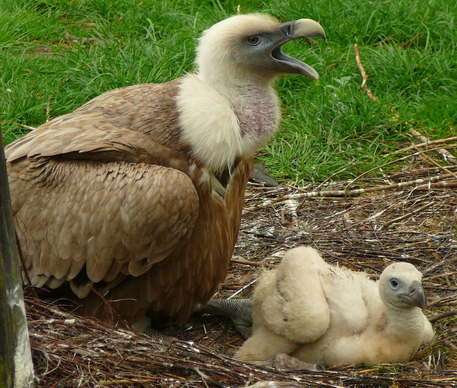 Fascinated by Vultures: 30 days old Eurasian Griffon Vulture chick