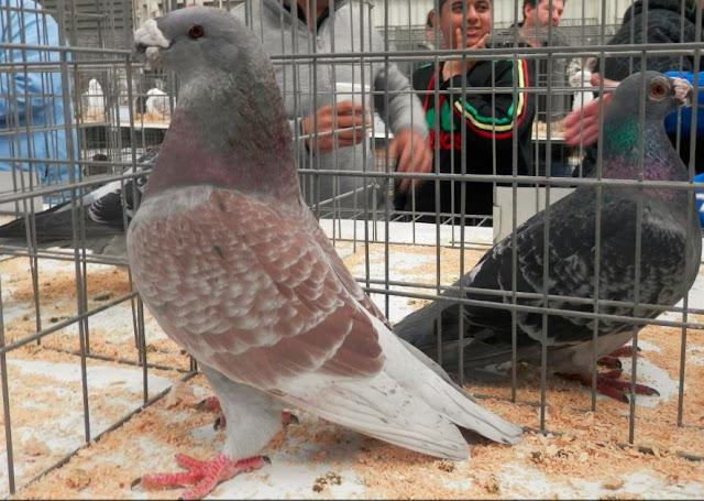 World of Pigeons and Doves: 2013