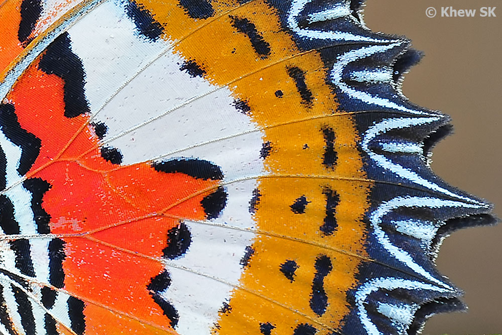 Butterflies of Singapore: Butterfly Anatomy : Part 2