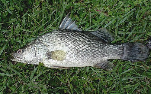 Biology of Animals: Lates niloticus (Nile perch)