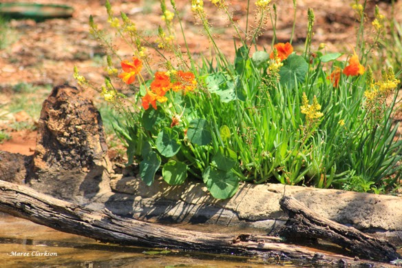 🌿 Tuinmaak in Suid Afrika 🌵: Balsemkopiva - Bulbine frutescens