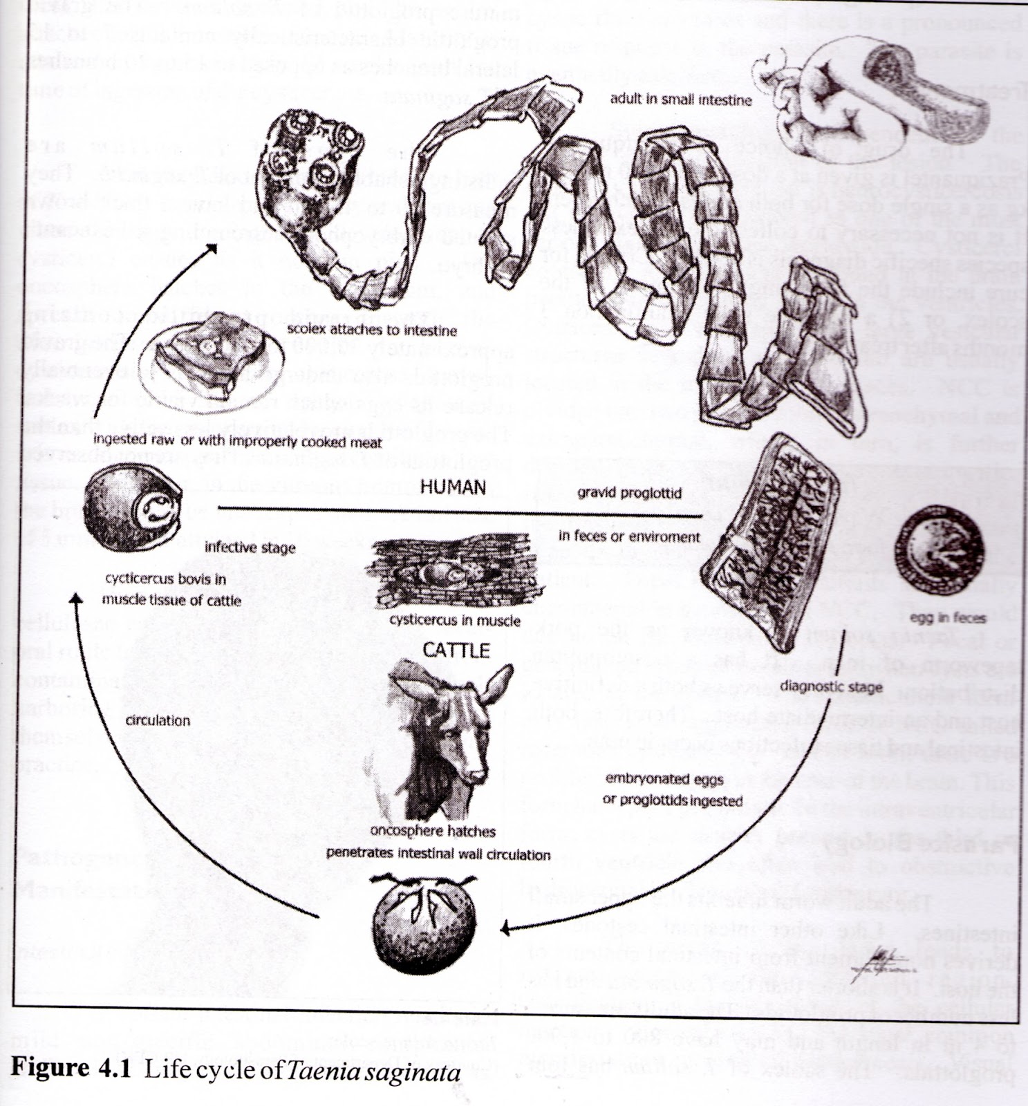 Cycle Taenia Saginata Life Cycle Of Taenia Solium Cysticercosis - Riset