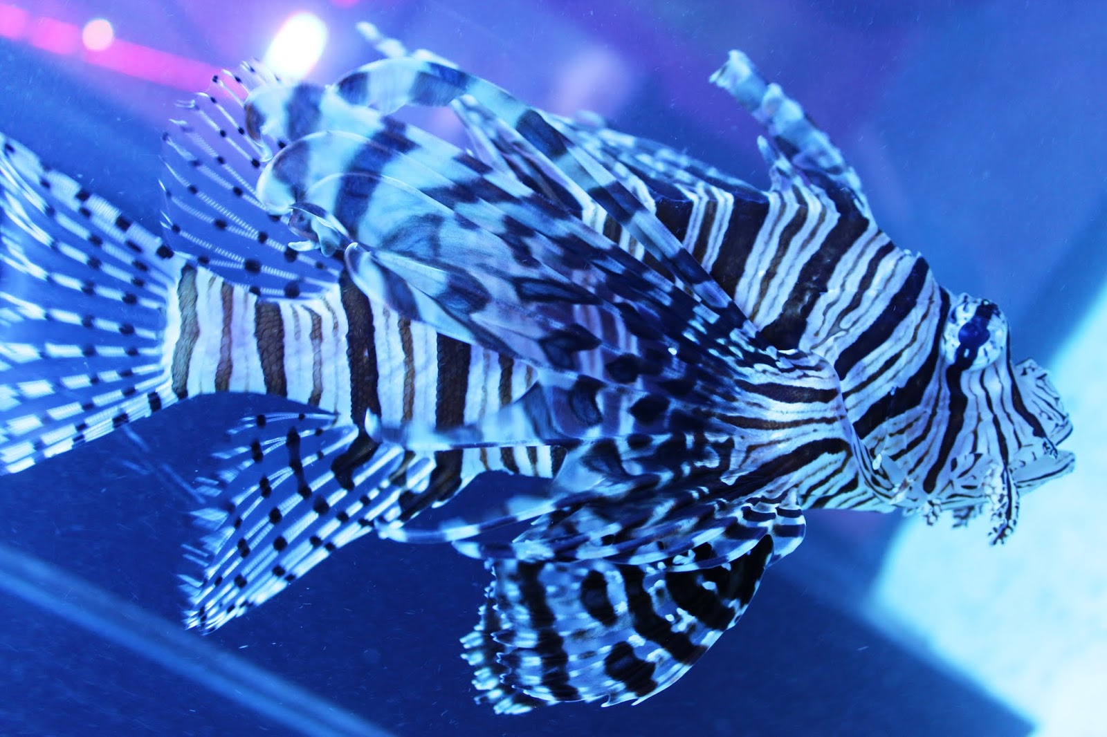 Atuk: PUSAT IKAN HIASAN PORT DICKSON