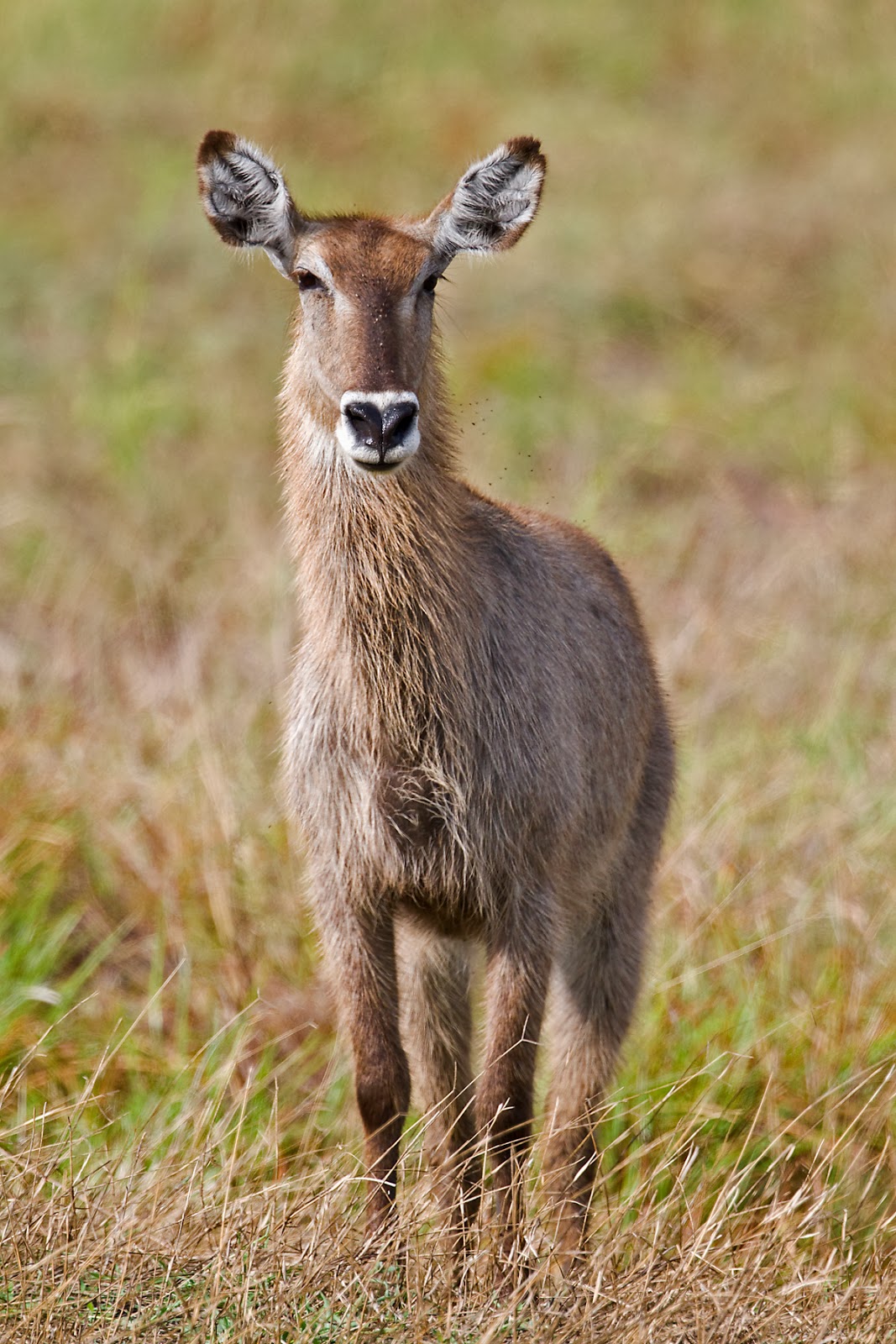 Tanzania & Zanzibar: Waterbuck