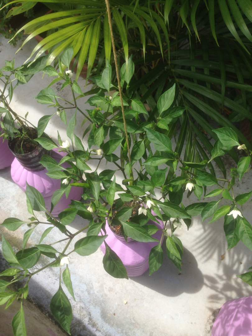 Jom Tanam Sayur ( JTS ) : Cili Api Akar dan Bara HidroponikJom Tanam ...