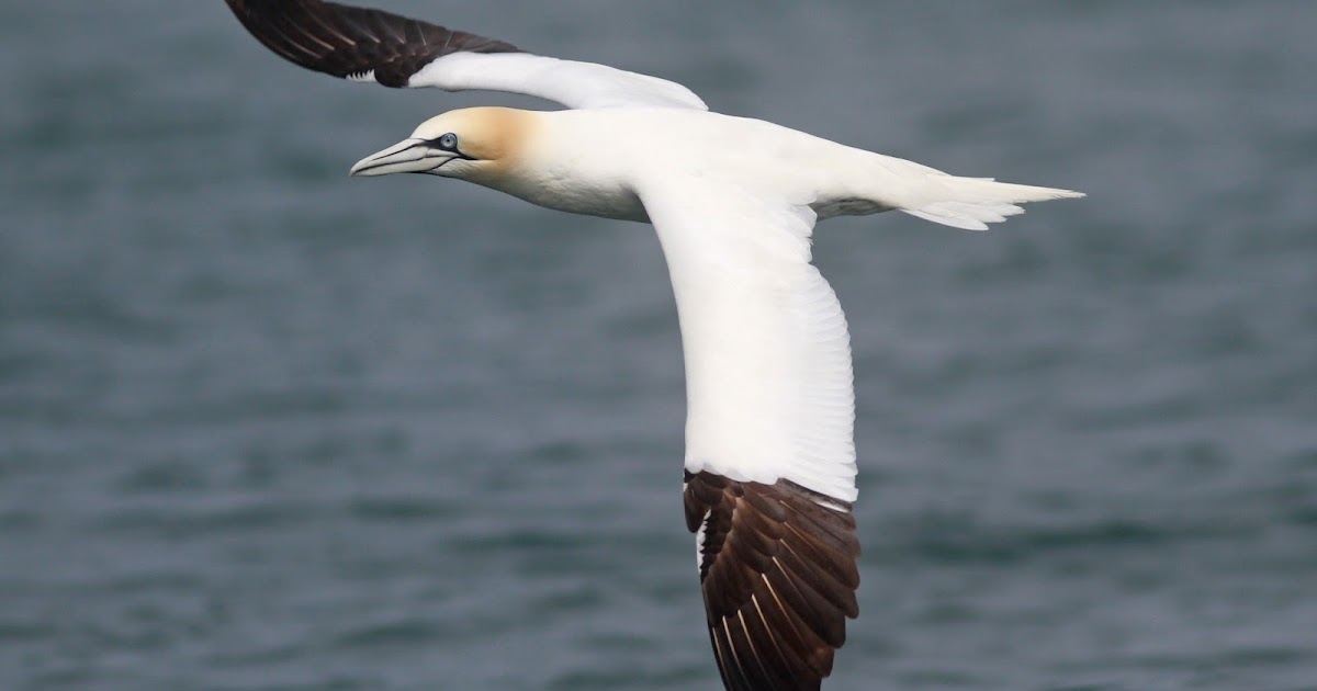 Non-Stop Birding: A load of Pollocks