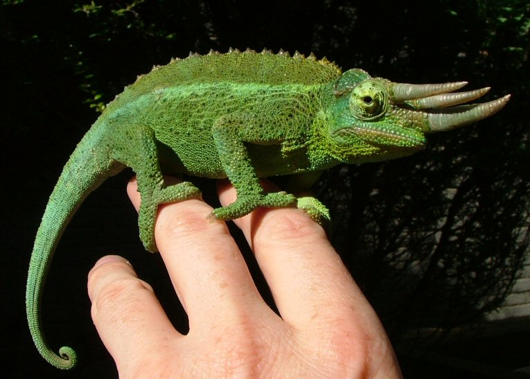 AmazingChameleons: Amazing Chameleons