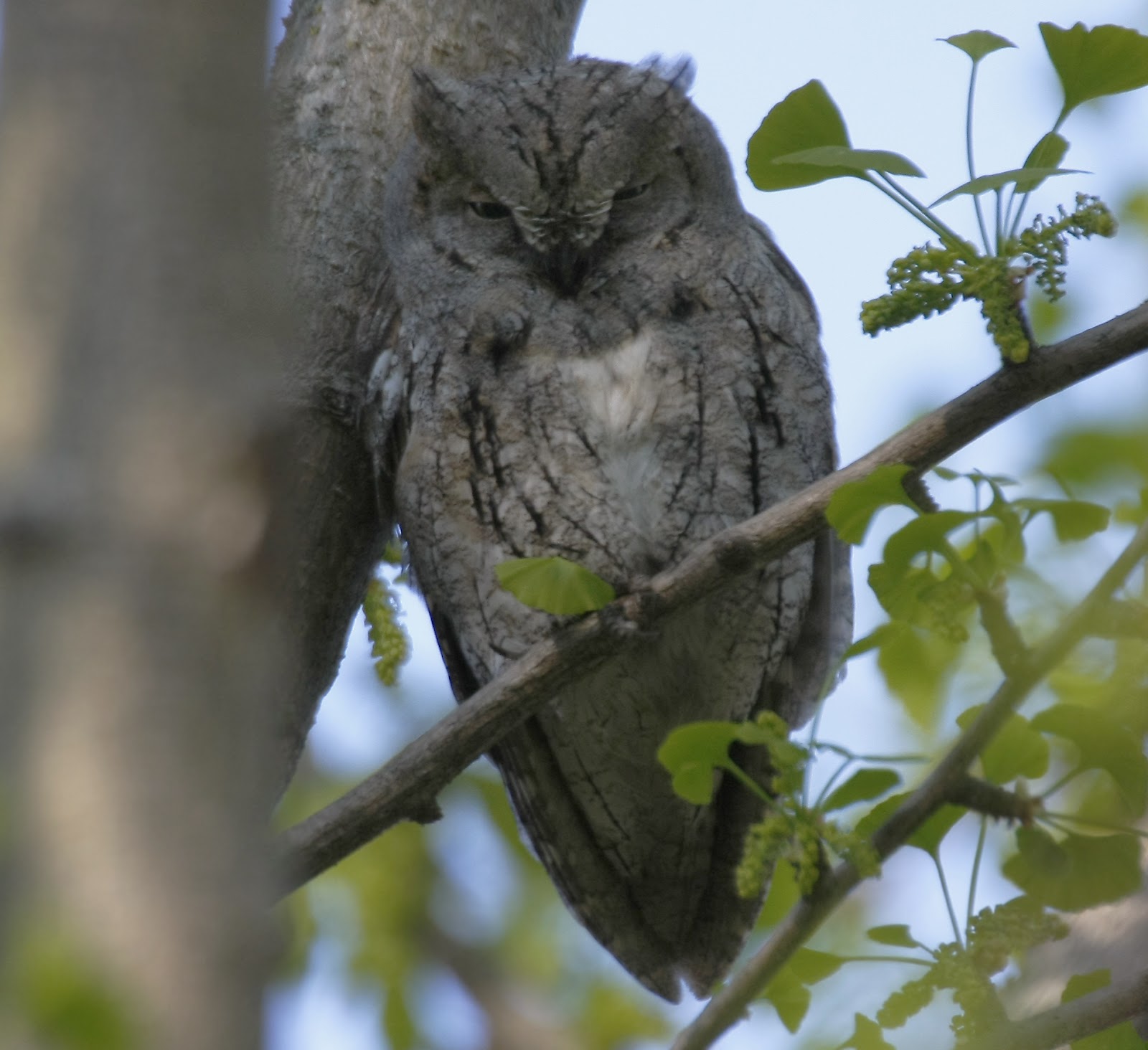 Navarra al natural: Autillo europeo. Llega la primavera.