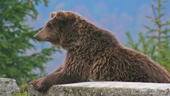 Celmaibunnimic: Laba de urs