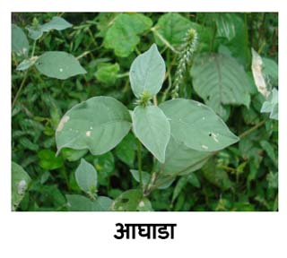 Pictures of 21 Leaves used during Ganesh Chaturthi Puja | Hindu Blog