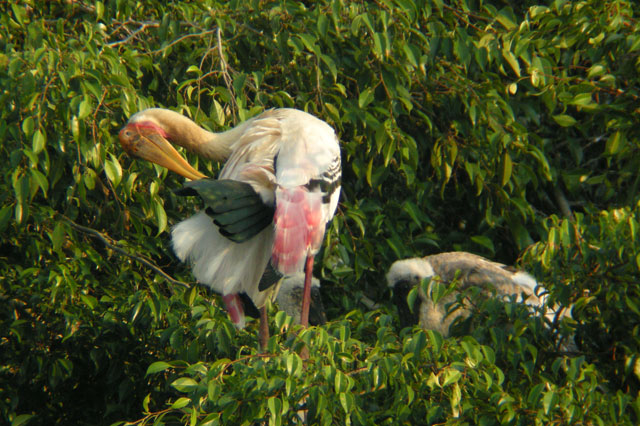 A Malaysian Birder: Painted Stork: Records from the Past for Putrajaya ...