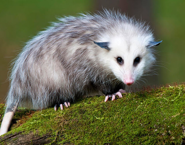 Opossum | The Biggest Animals Kingdom