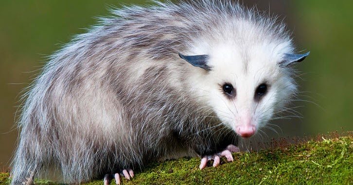 Opossum | The Biggest Animals Kingdom