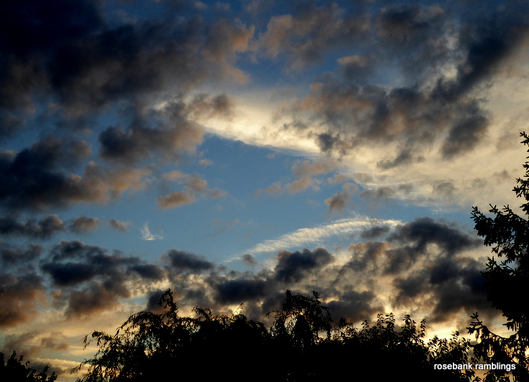 T h e R o s e b a n k D i a r i e s: the sweet calm sunshine of ...