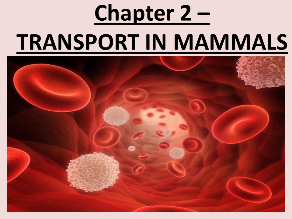 Grade 11: Chapter 2 - TRANSPORT IN MAMMALS