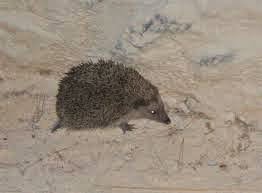 ALICANTE CUENTA: Alicante animal