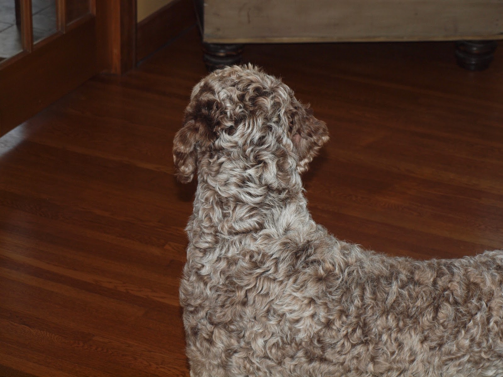 Manns Best Friend ~ CKC Multi-Generational Labradoodles ~ Ohio: Sires