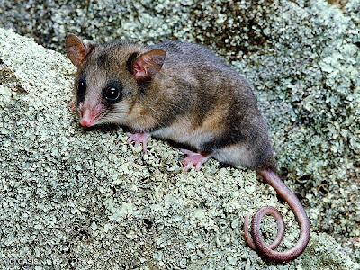 Mountain Pygmy Possum | Animals Facts & Pictures | All Wildlife Photographs
