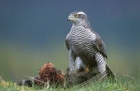 A MAGYAROK TUDÁSA: Milyen madár volt a turul?